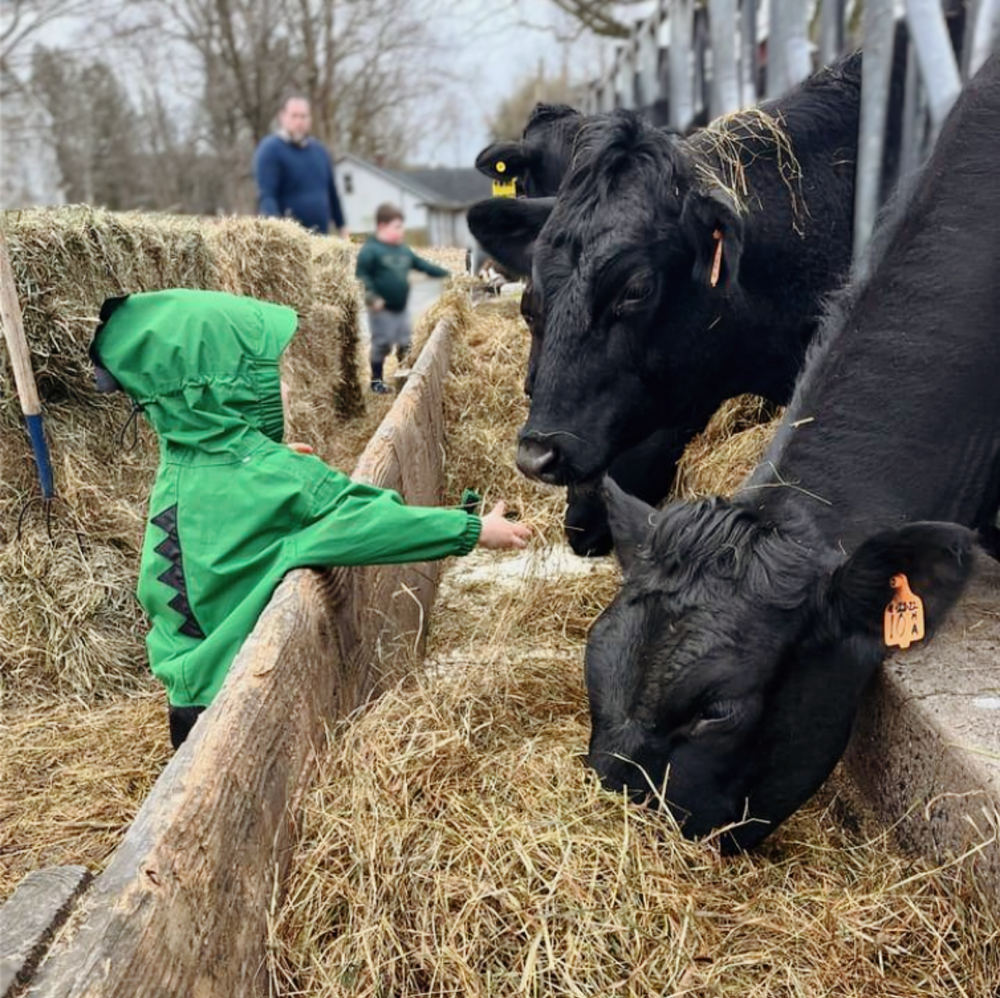 The Cow's Coop – thecowscoop