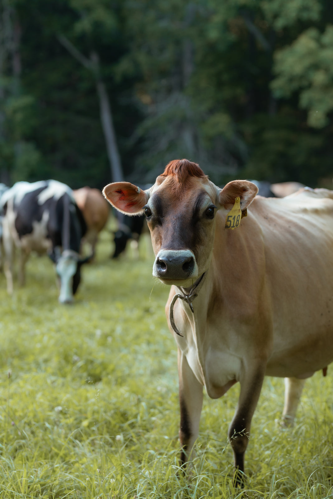 The Cow's Coop – thecowscoop