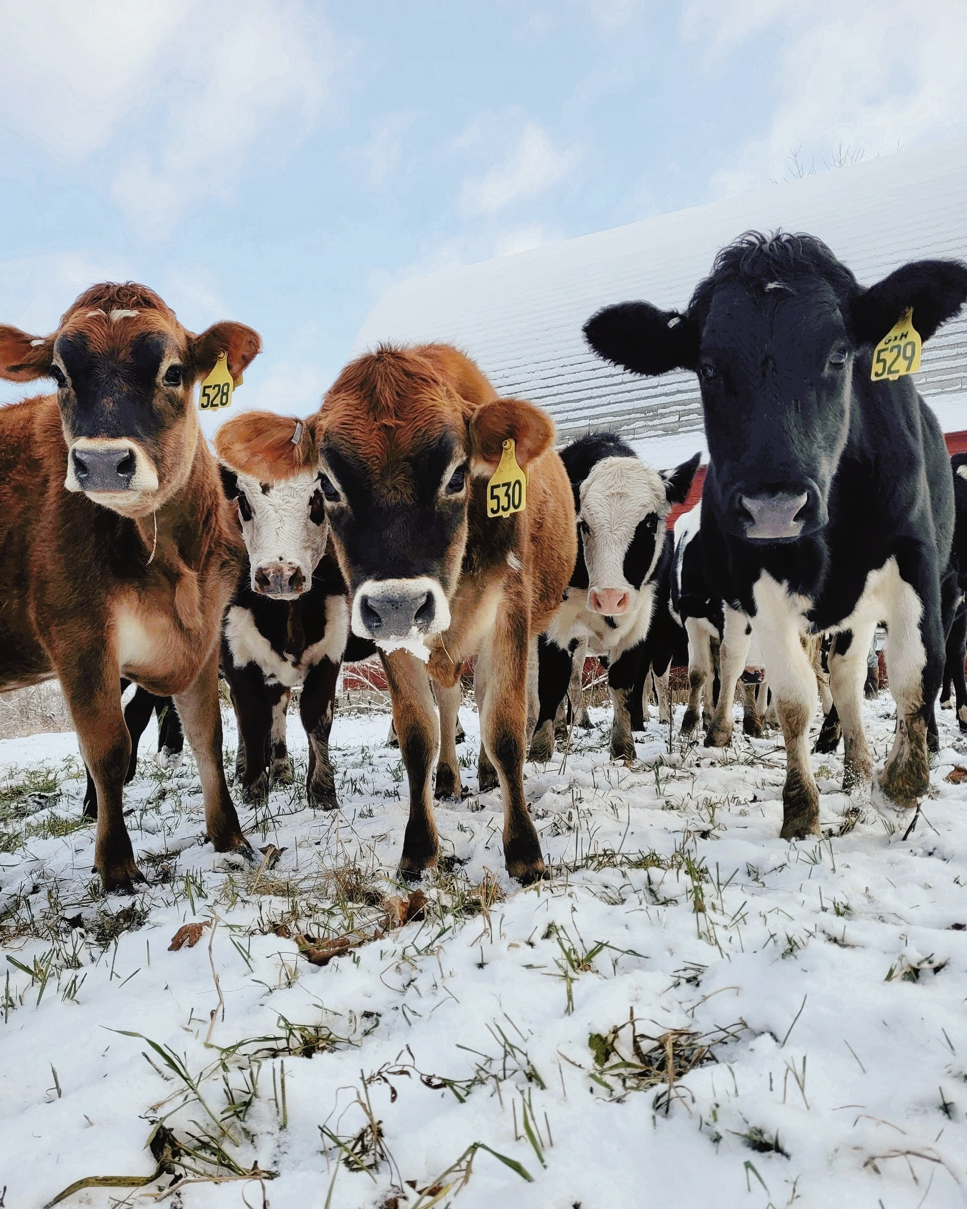 The Cow's Coop – thecowscoop