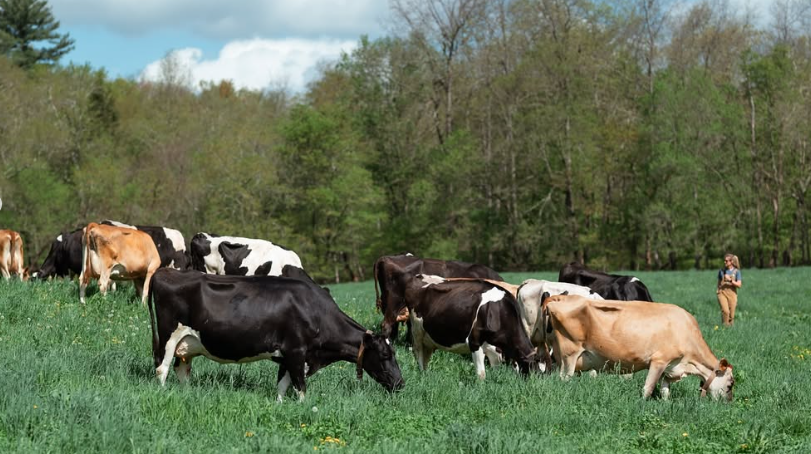 The Cow's Coop – thecowscoop