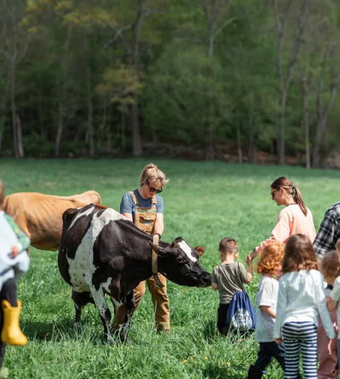 The Cow's Coop – thecowscoop